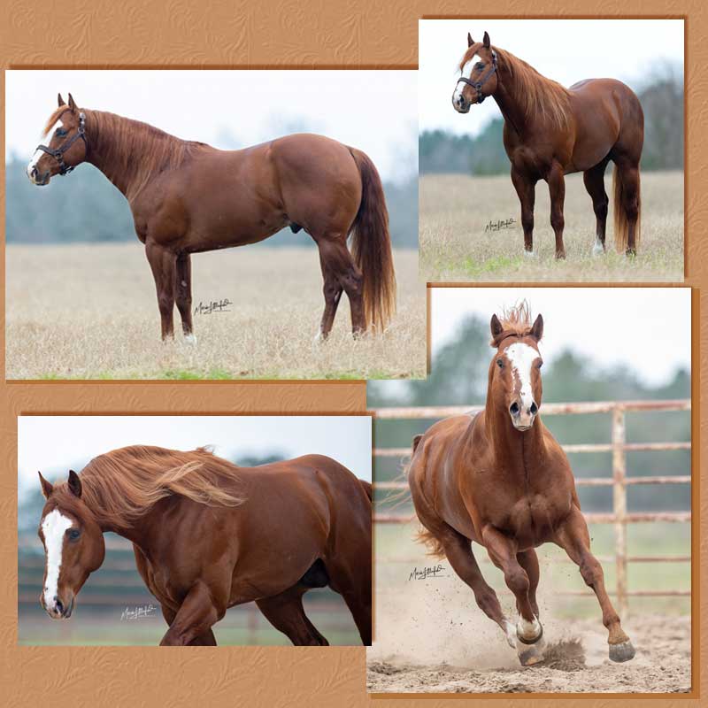 Slick Back My Hair Quarter Horse Stallion Service Circle M Quarter ...